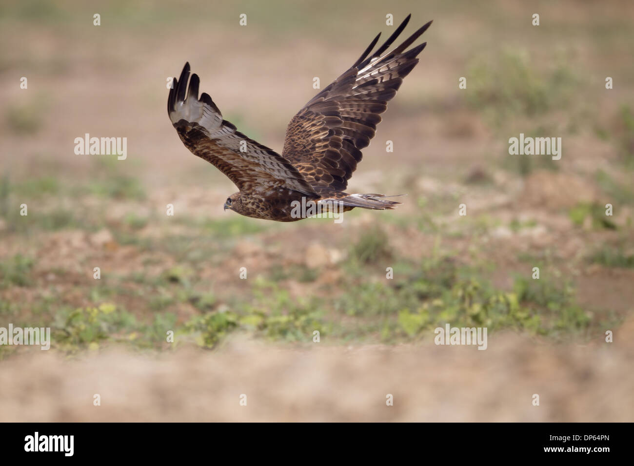 Long Legged Buzzard Buteo Rufinus Adult High Resolution Stock ...