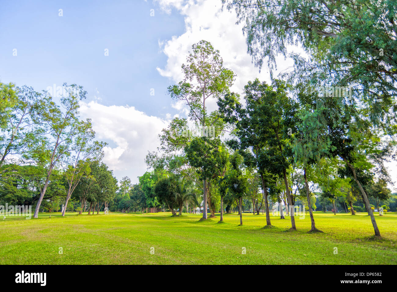 landscape of trees and grass field with sky and cloud Stock Photo - Alamy
