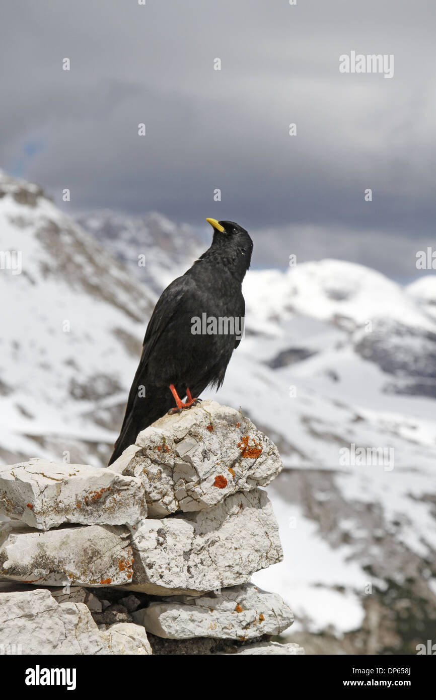 Alpine Chough (Pyrrhocorax graculus) adult, standing on limestone rocks ...