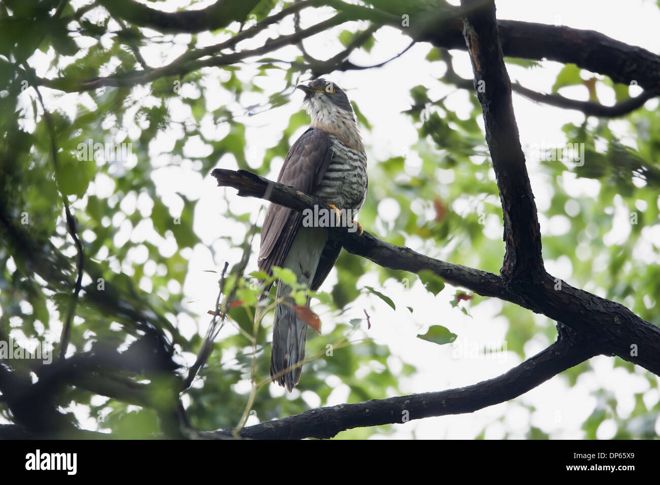 Large Hawk-cuckoo (Hierococcyx sparverioides) adult, breeding plumage ...