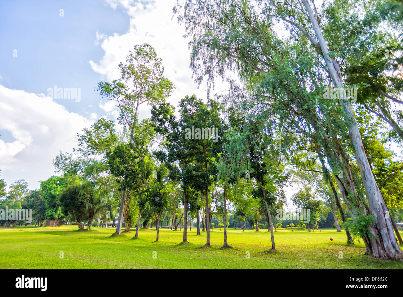 landscape of trees and grass field with sky and cloud Stock Photo - Alamy