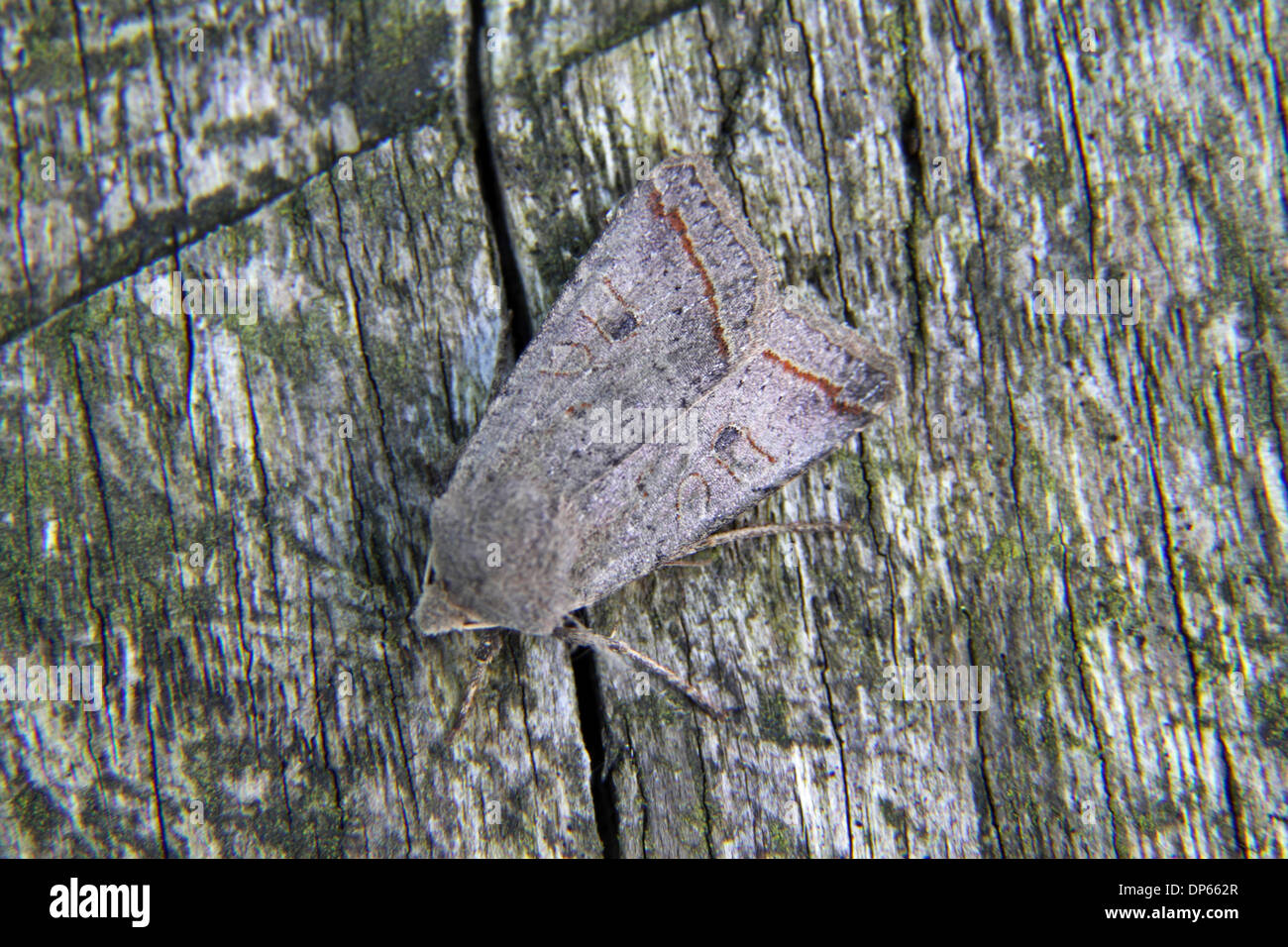 Red line quaker moth Stock Photo - Alamy