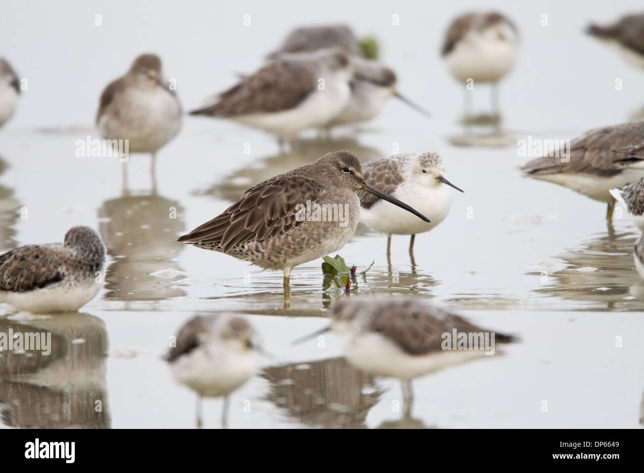Asian dowitchers hi-res stock photography and images - Alamy