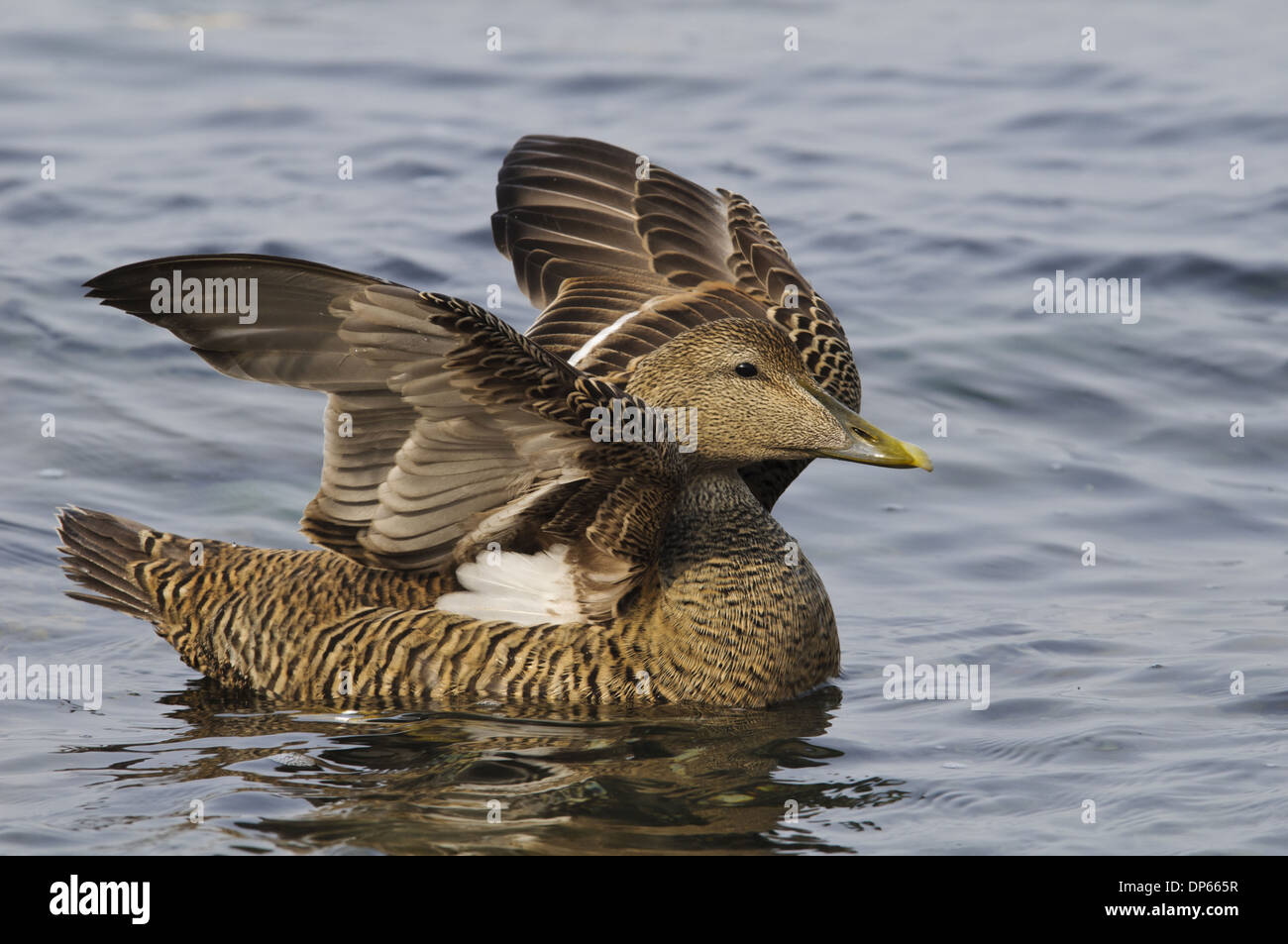 Common Eider (Somateria mollissima) adult female flapping wings swimming in sea near Seahouses ...