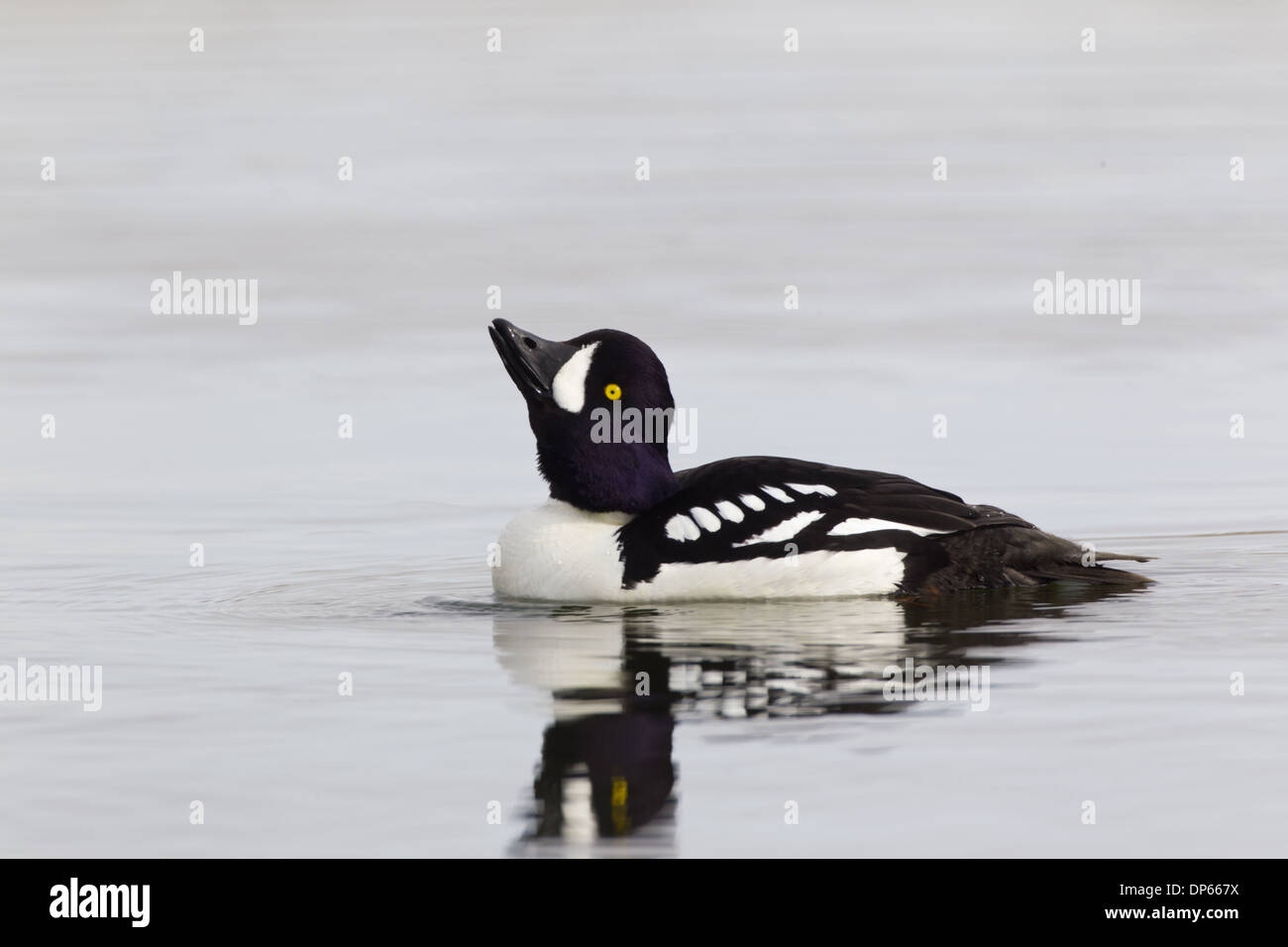Nodding animal hi-res stock photography and images - Alamy