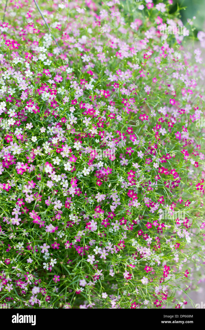 Gypsophila repens rosea hi-res stock photography and images - Alamy