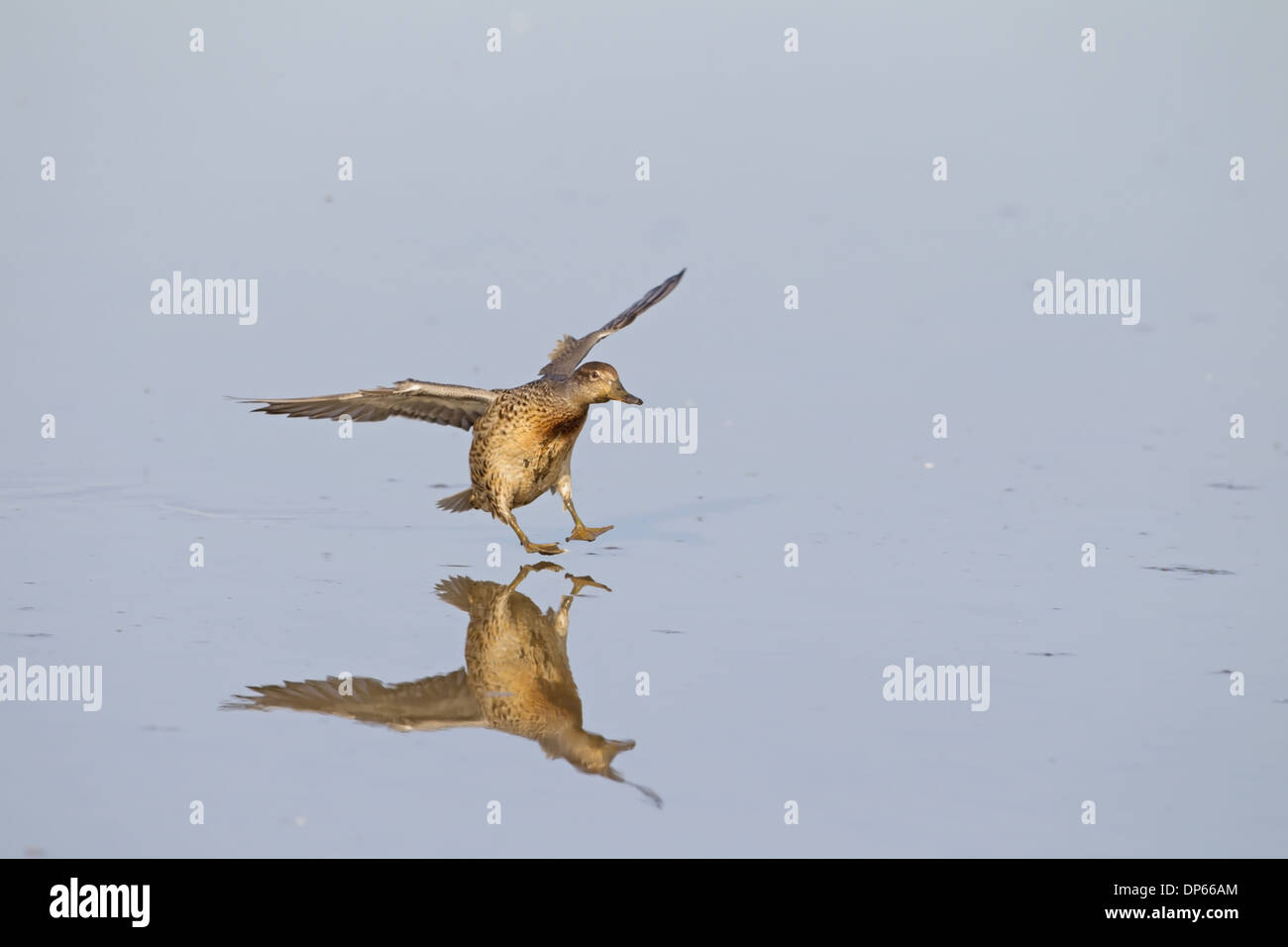 Common Teal (Anas crecca) adult female, in flight, landing on water ...