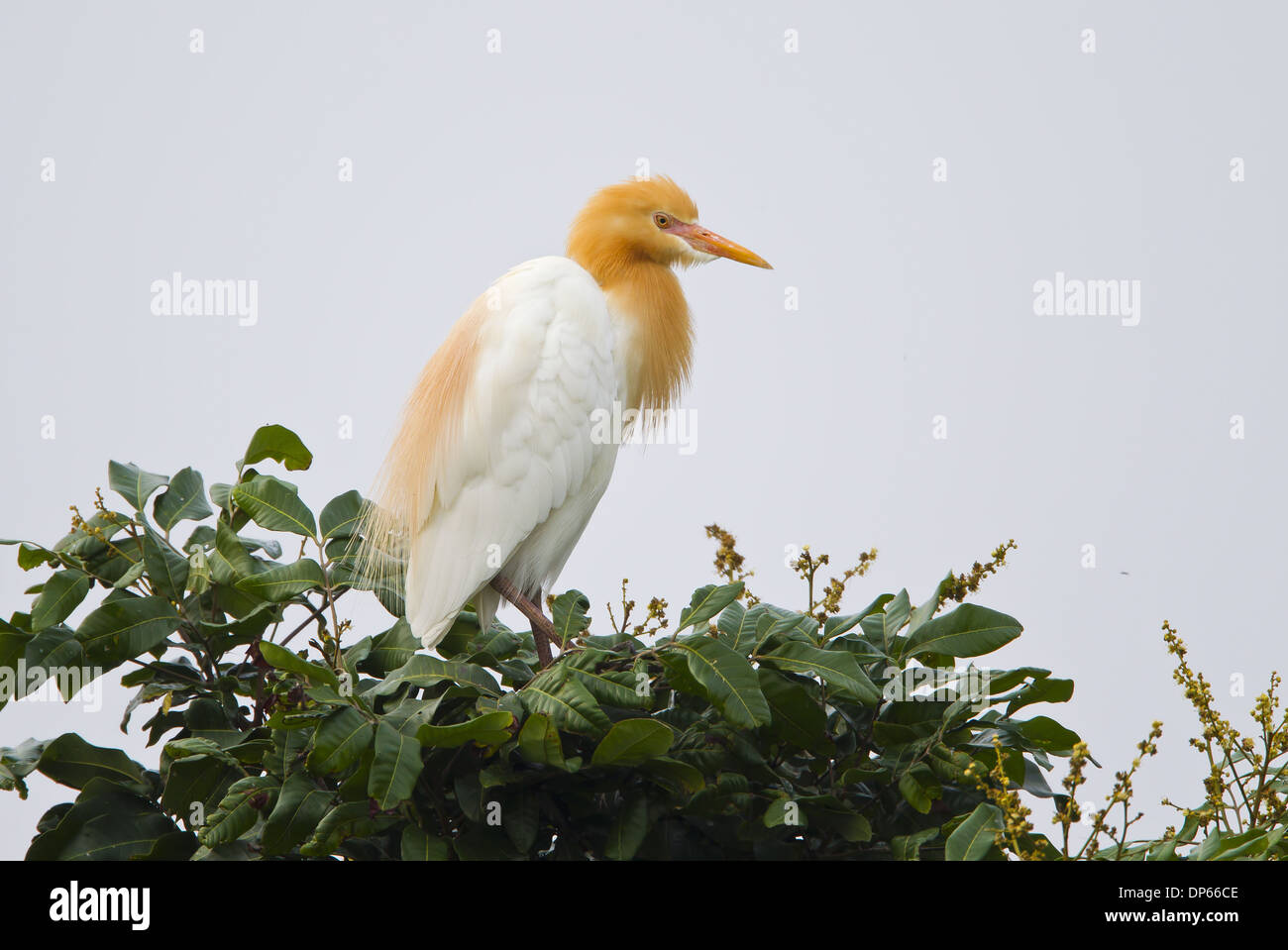 Eastern Cattle Egret (Bubulcus ibis coromandus) adult, breeding plumage ...