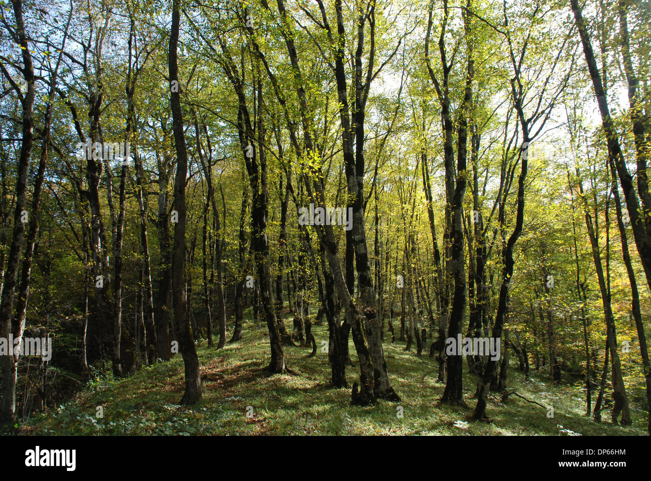 Forest at Nagorno-Karabakh Stock Photo - Alamy