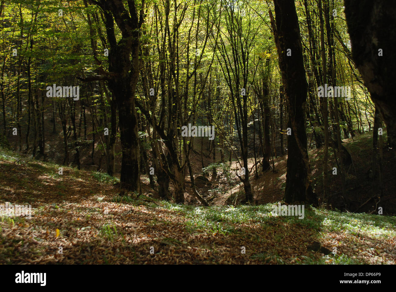 Forest at Nagorno-Karabakh Stock Photo - Alamy