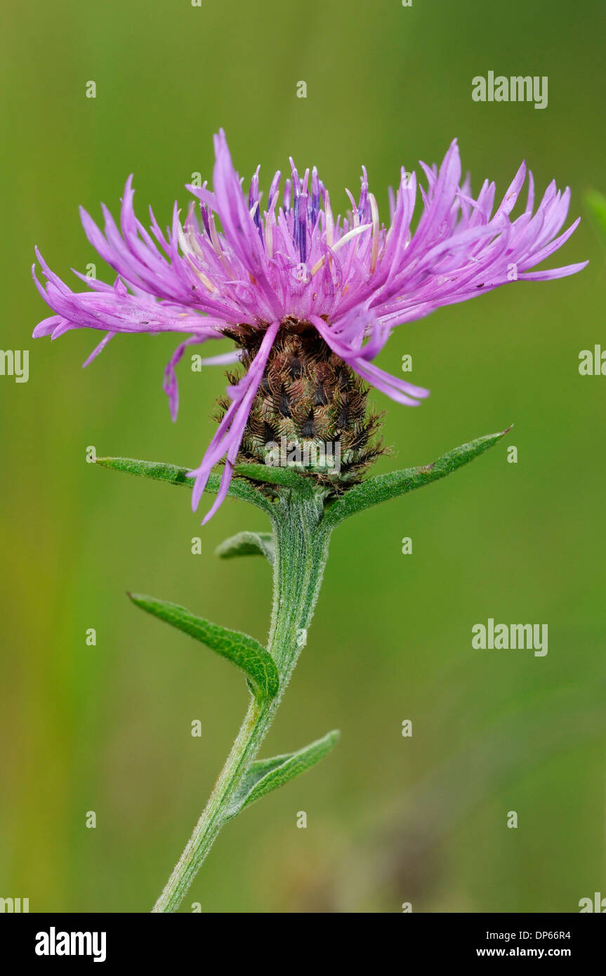 Common or Black Knapweed - Centaurea nigra Stock Photo - Alamy