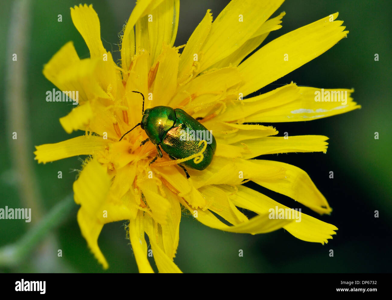 Leaf Beetle species - Cryptocephalus hypochaeridis On Hawkweed Flower ...