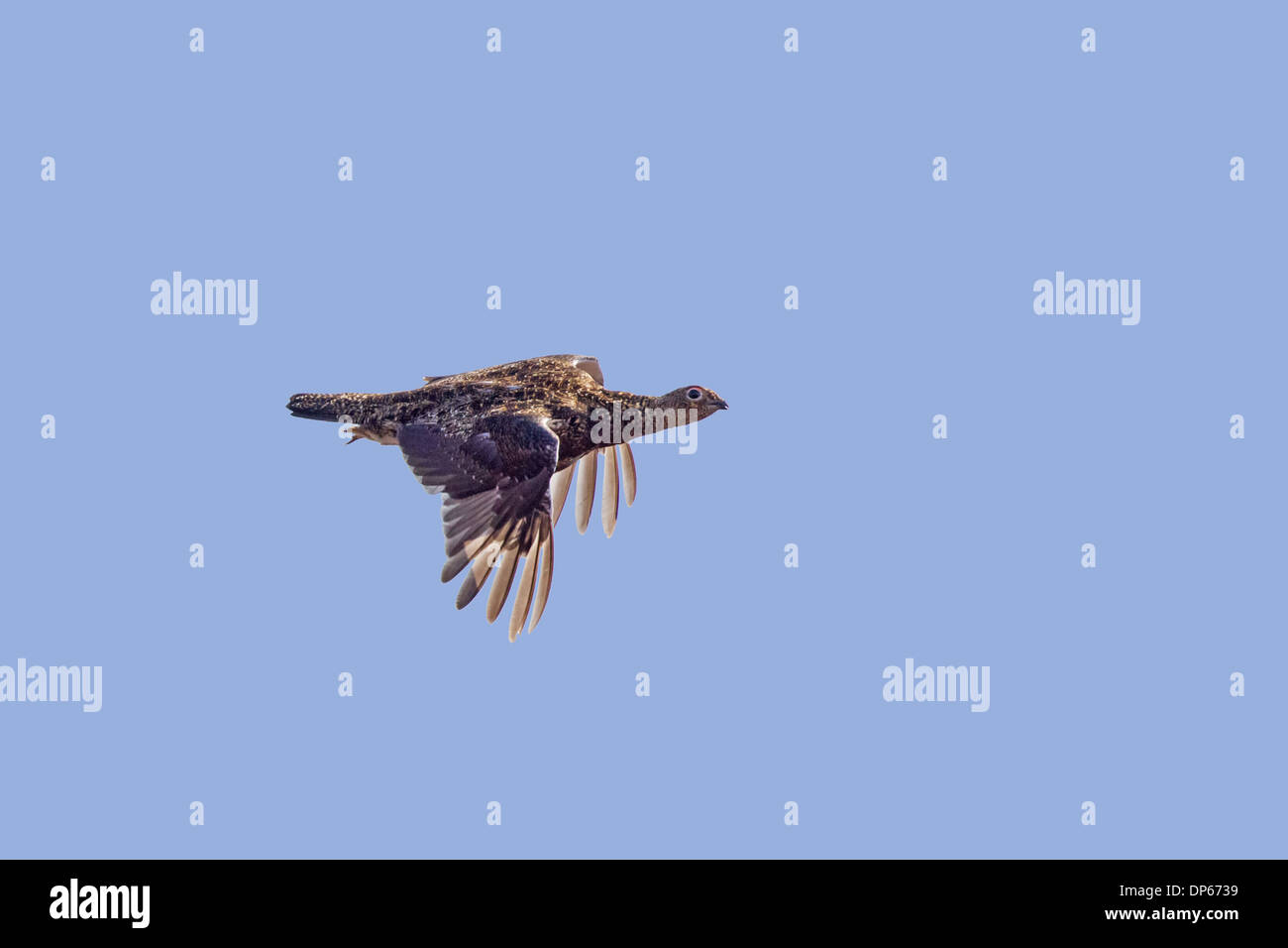 Flying red grouse hi-res stock photography and images - Alamy