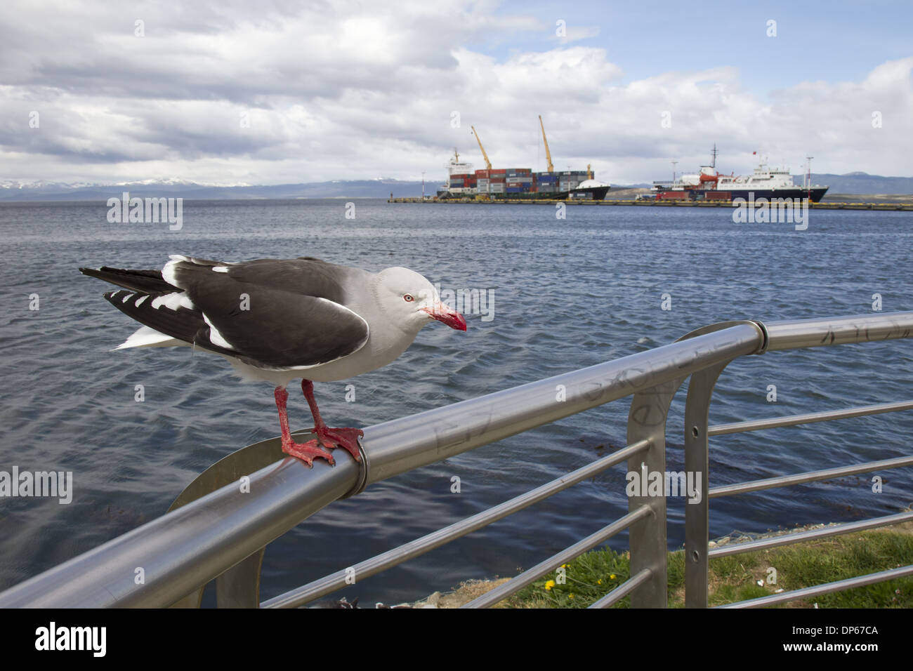 Dolphin Gull (Leucophaeus scoresbii) adult summer plumage standing on ...