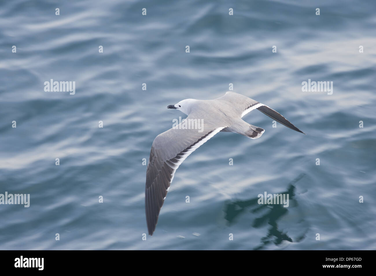 Grey gull leucophaeus modestus hi-res stock photography and images - Alamy