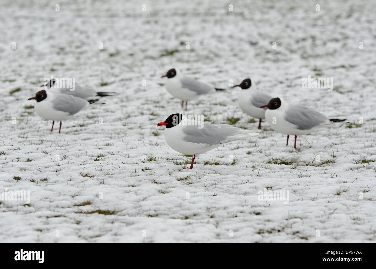 Mediterranean Gull (Larus melanocephalus) adult breeding plumage and ...