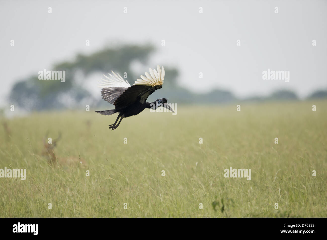 Abyssinian Ground Hornbill (Bucorvus abyssinicus) adult female, in ...