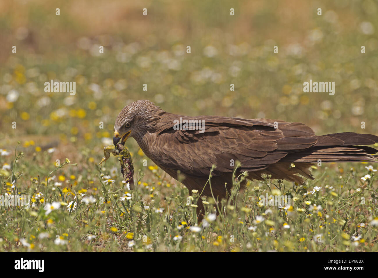 Black Kite (Milvus migrans) adult feeding on Ocellated Lizard (Timon ...