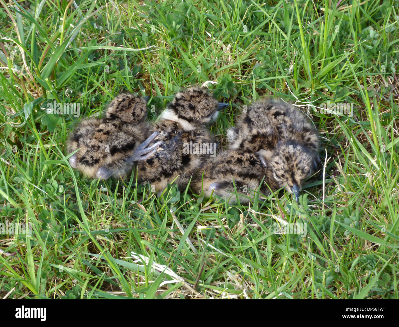 Baby common lapwings hi-res stock photography and images - Alamy