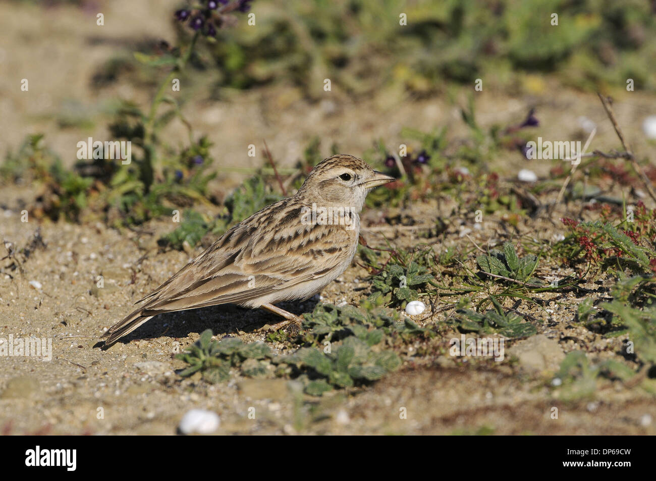 Asian short toed lark hi-res stock photography and images - Alamy