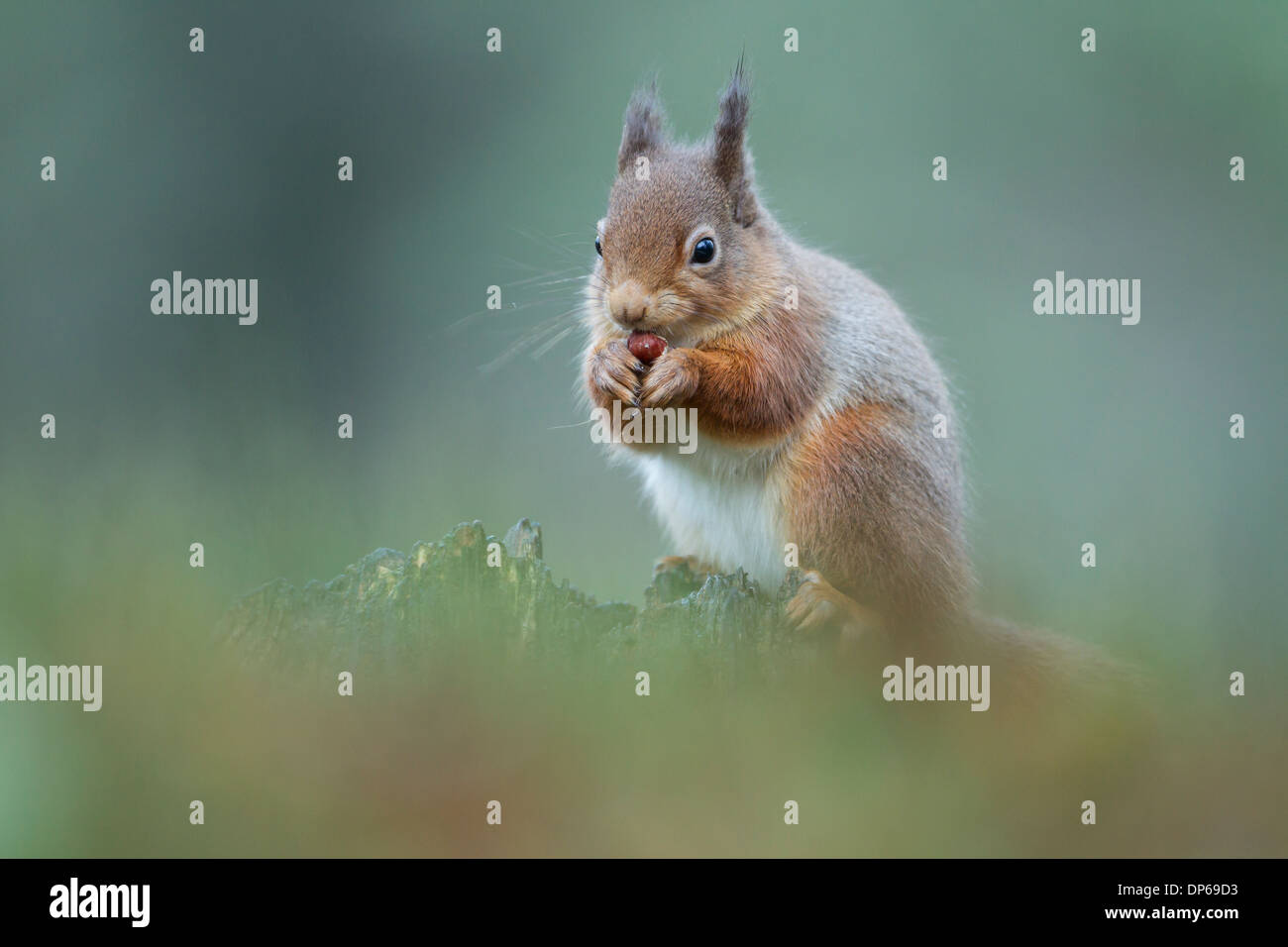Red Squirrel UK Stock Photo - Alamy