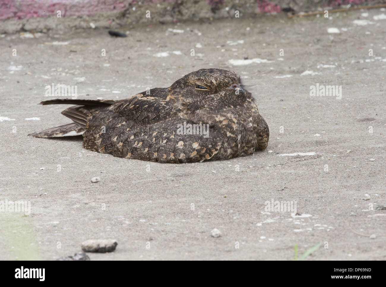 Savanna nightjar caprimulgus affinis adult hi-res stock photography and ...