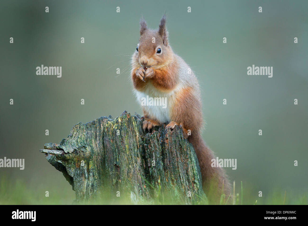Red Squirrel, Scotland, UK Stock Photo - Alamy