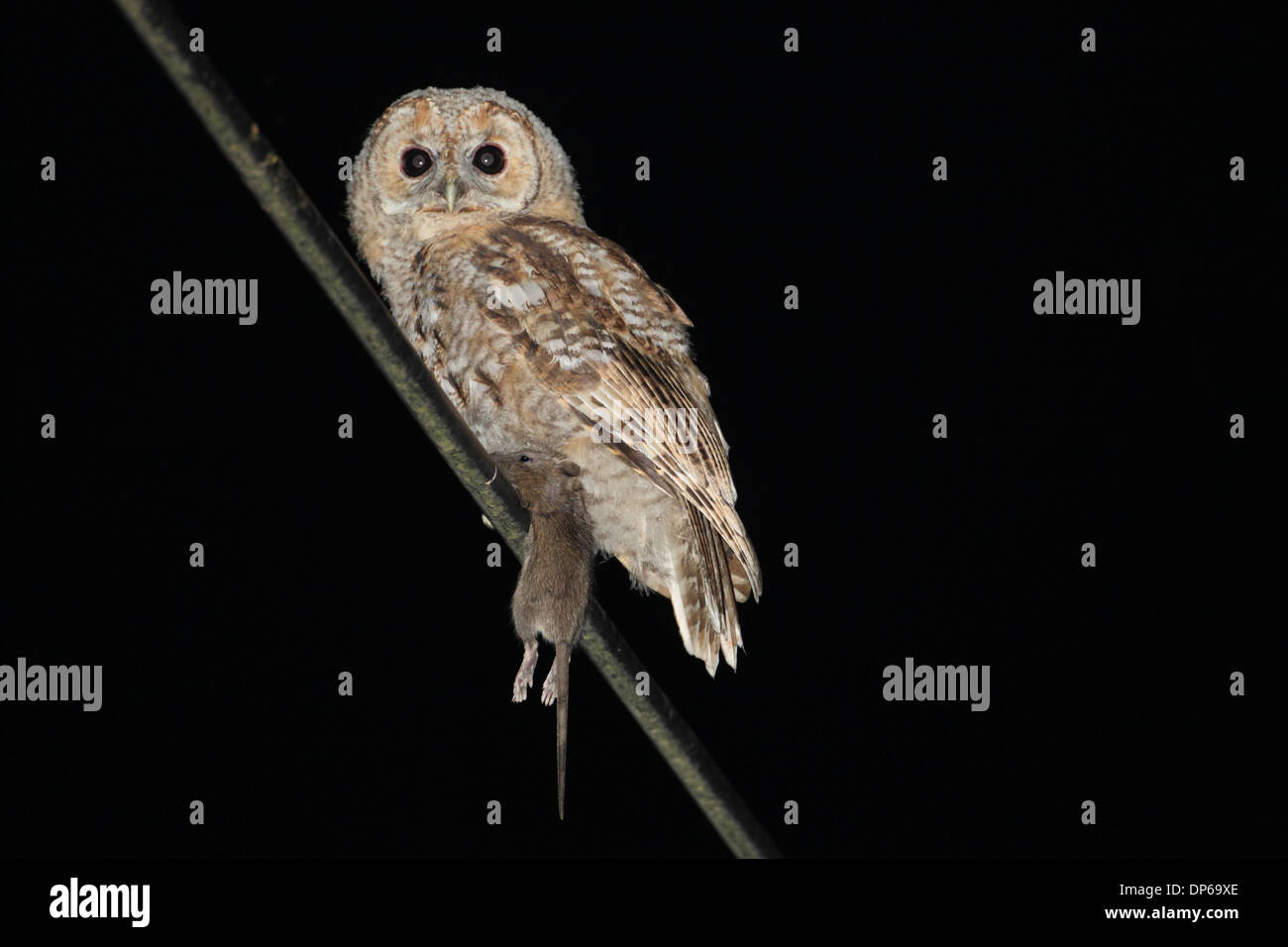 Rat food prey for owls hi-res stock photography and images - Alamy