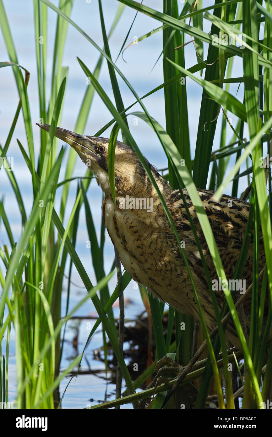 Common Bittern (Botaurus stellaris Stock Photo - Alamy