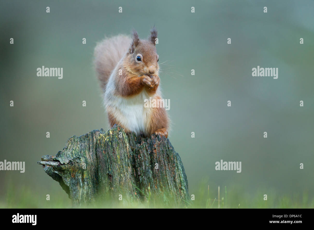 Red Squirrel UK Stock Photo - Alamy