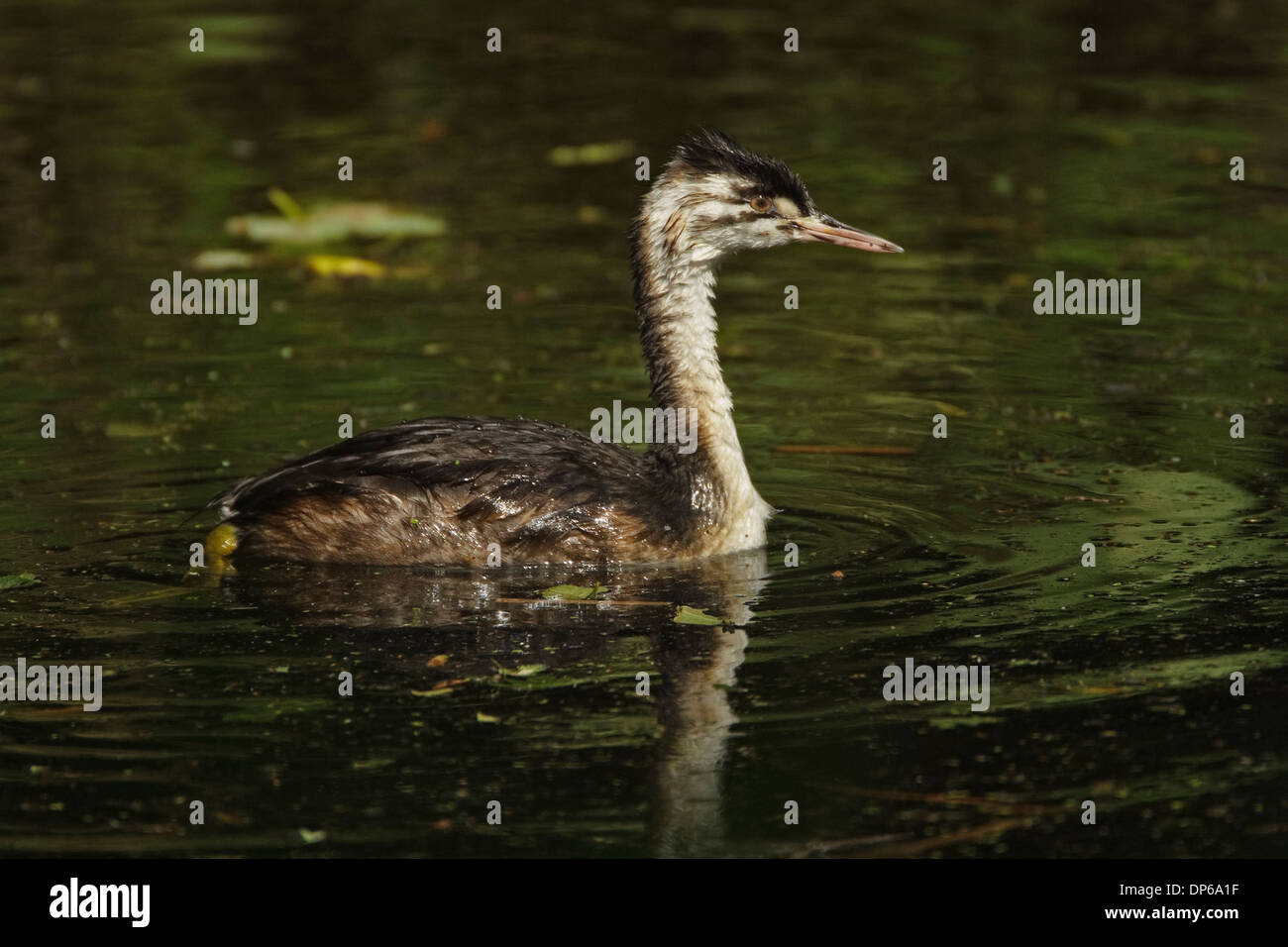 Great Crested Grebe (Podiceps cristatus), juvenile Stock Photo - Alamy