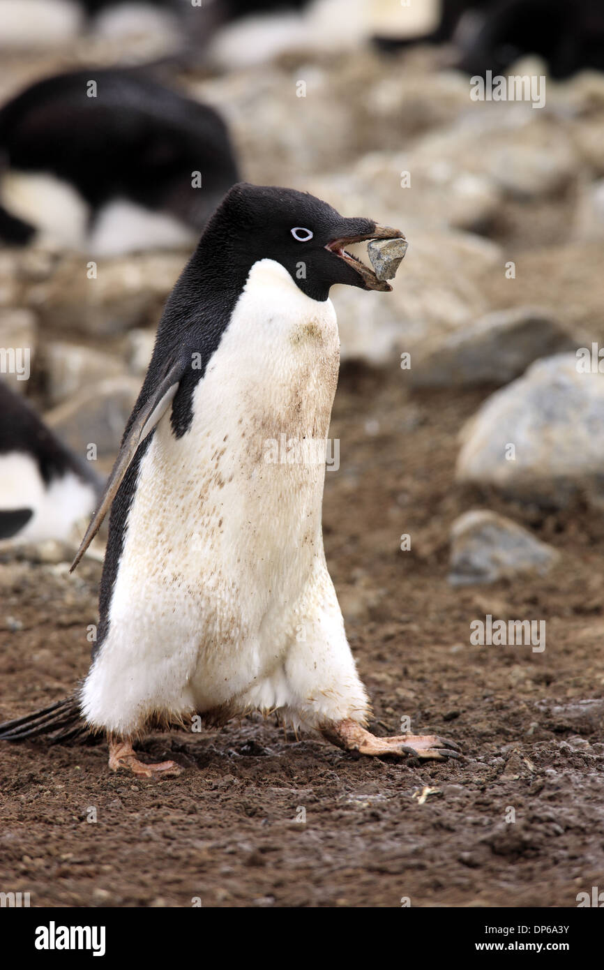 Adelie Penguin (Pygoscelis adeliae) adult with stone for nesting ...