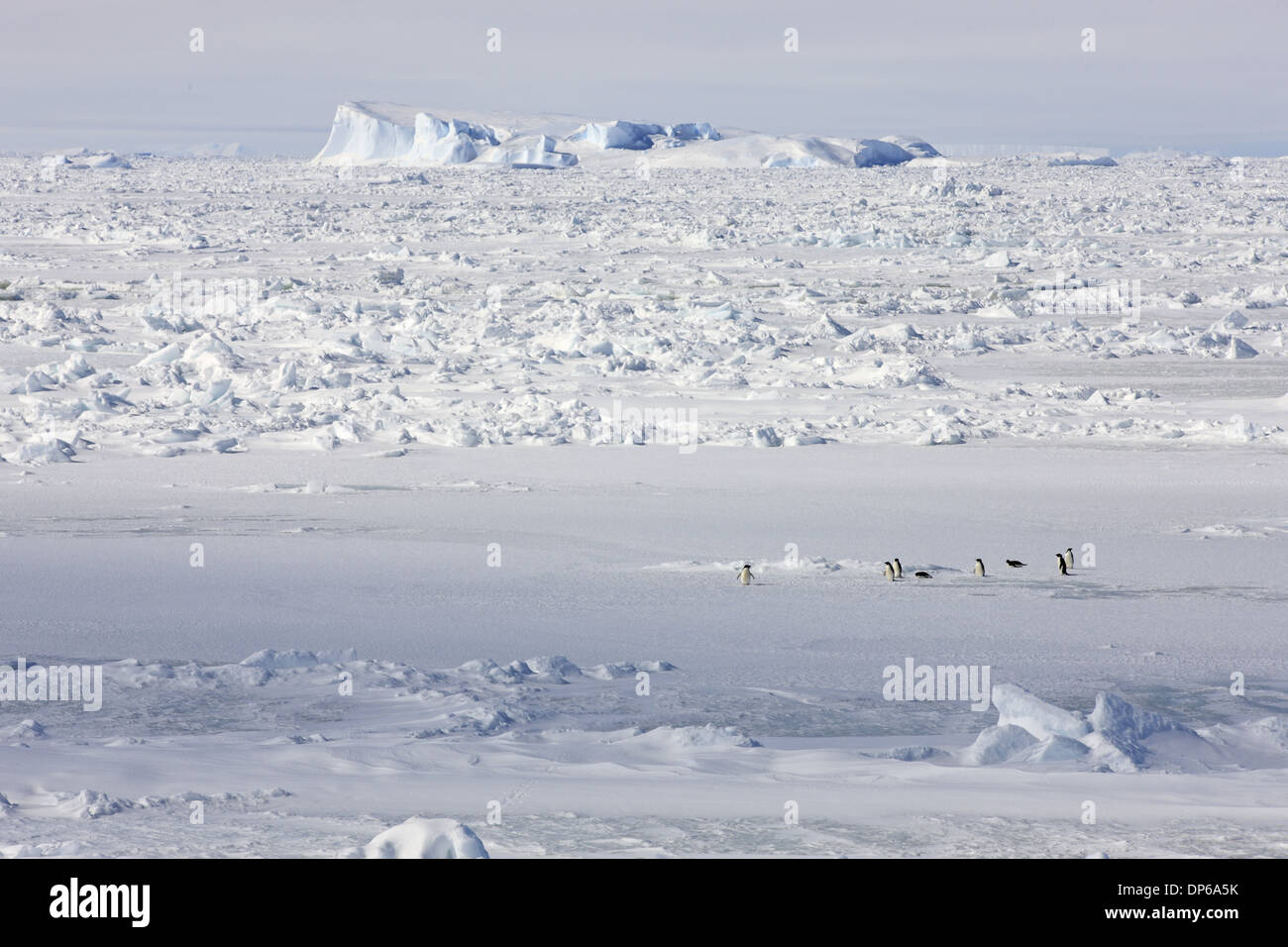 Adelie Penguin (Pygoscelis adeliae) adults, group on pack ice in ...