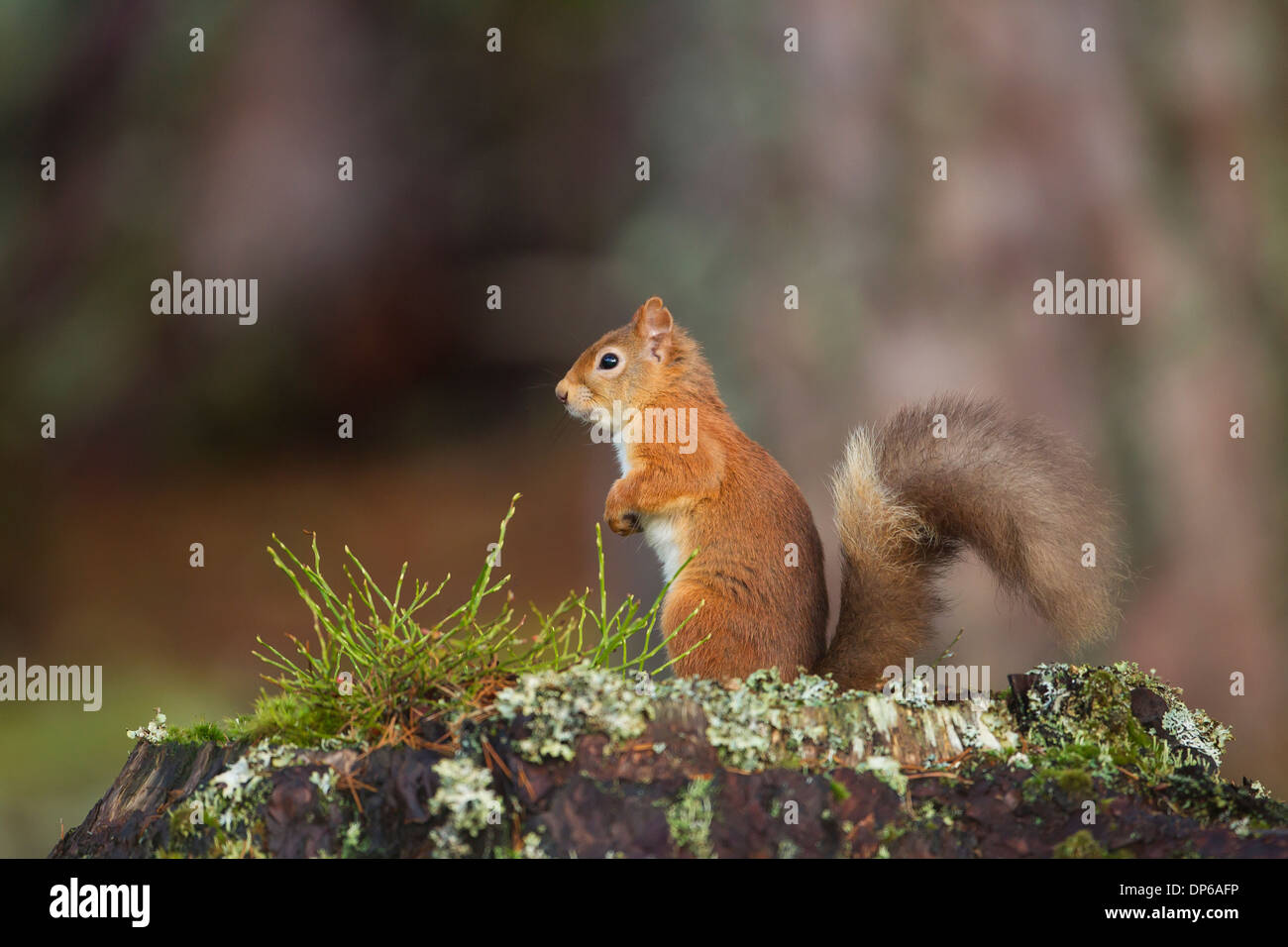 Red Squirrel (Sciurus vulgaris) Scotland UK Stock Photo - Alamy