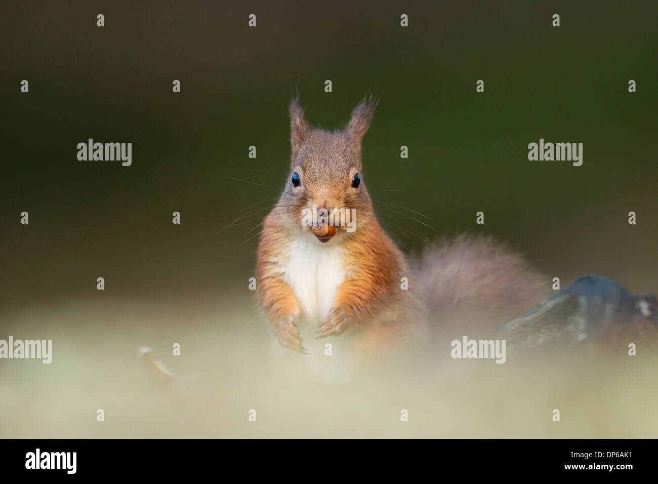 Red Squirrel (Sciurus vulgaris) Scotland UK Stock Photo - Alamy