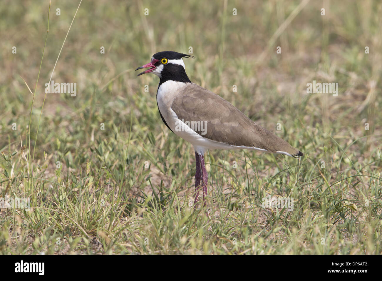 Black-headed Plover (Vanellus tectus) adult, with beak open, standing ...