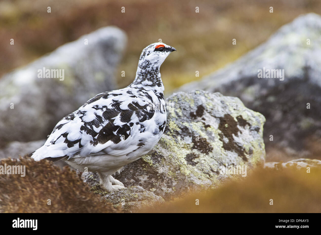Rock Ptarmigan (Lagopus mutus) adult male spring transitional plumage ...