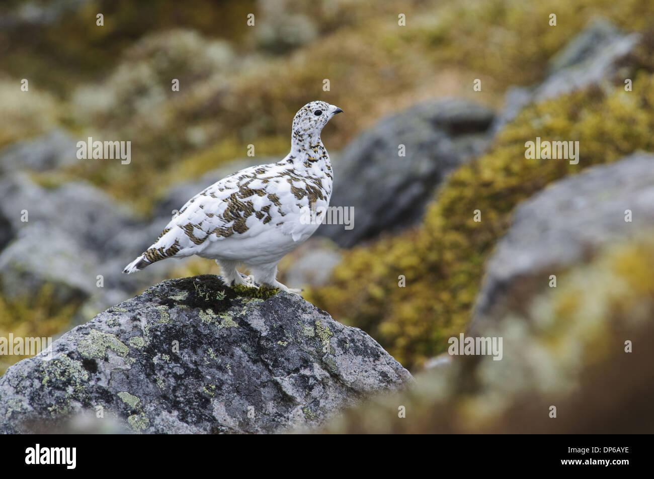 Rock Ptarmigan (Lagopus mutus) adult female spring transitional plumage ...