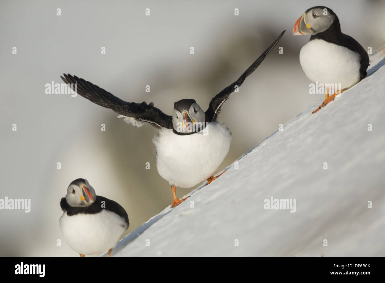 Atlantic puffin winter plumage hi-res stock photography and images - Alamy