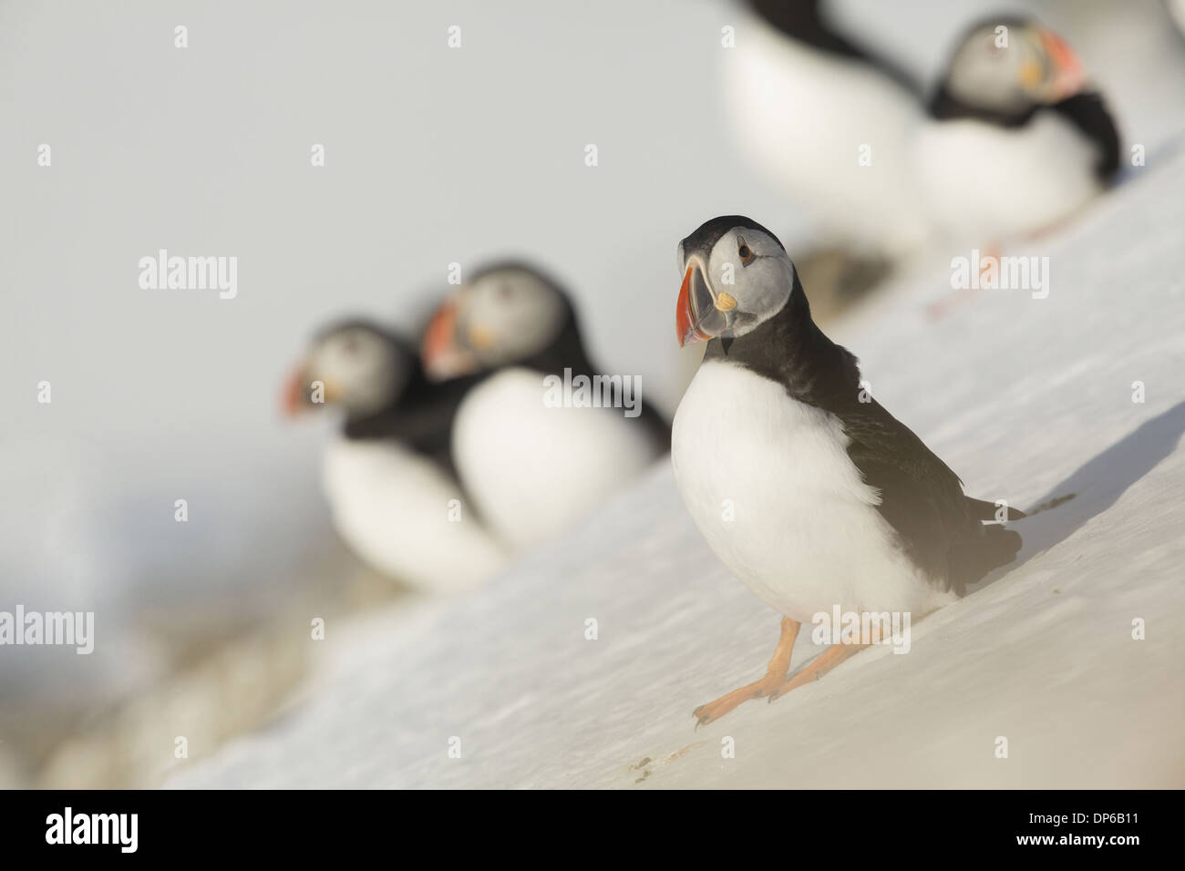 Atlantic Puffin (Fratercula arctica) adults breeding plumage flock ...