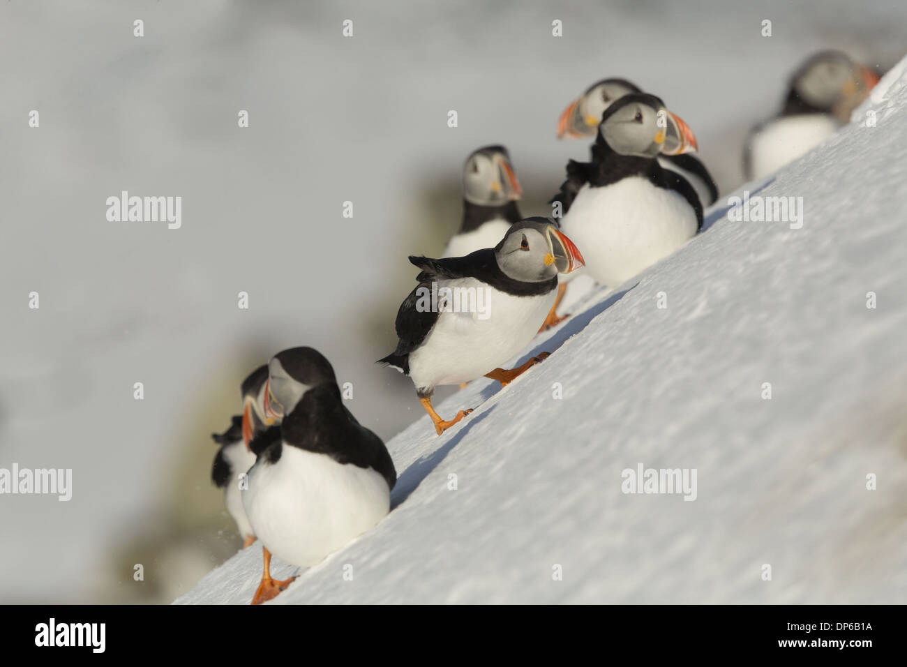 Atlantic Puffin (Fratercula arctica) adults breeding plumage flock ...