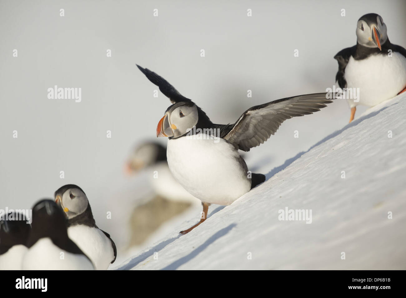 Atlantic Puffin (Fratercula arctica) adults breeding plumage flock ...