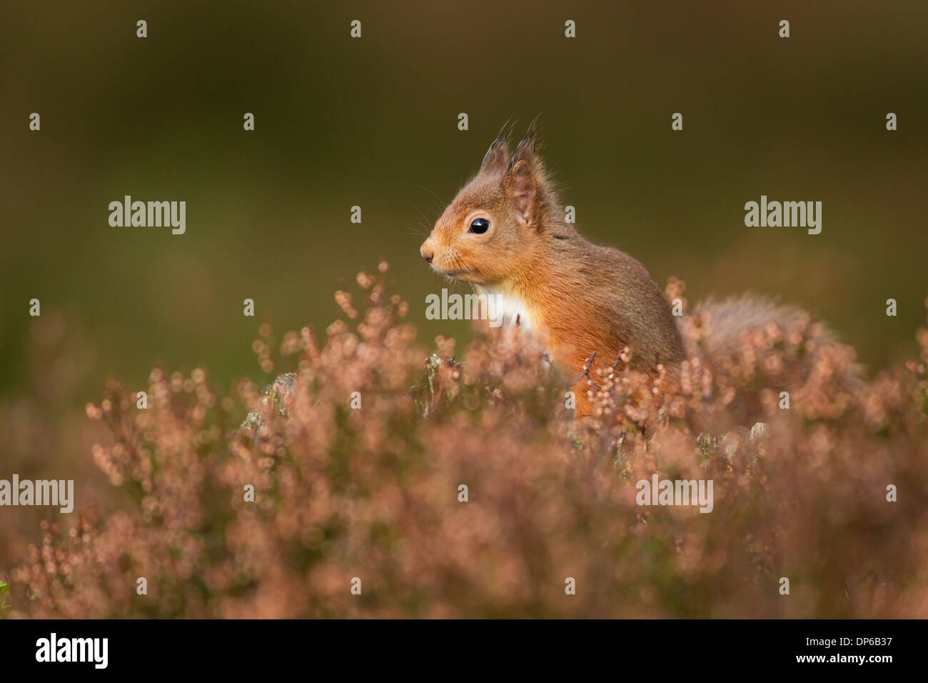 Red Squirrel, UK Stock Photo - Alamy
