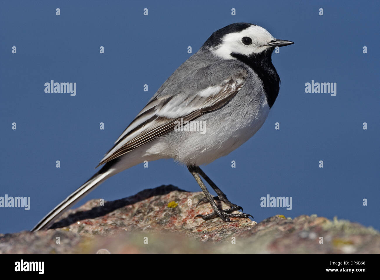 White Wagtail (Motacilla alba) female Stock Photo - Alamy