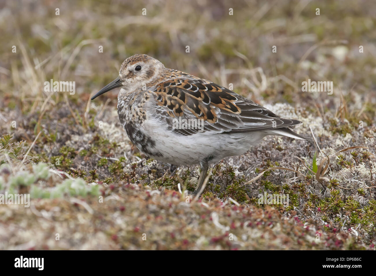 Rock Sandpiper (Calidris ptilocnemis) adult breeding plumage standing ...