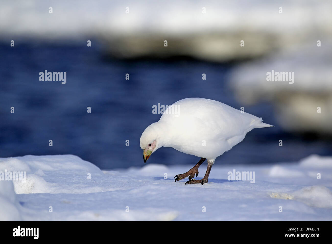 Sheathbill foraging hi-res stock photography and images - Alamy