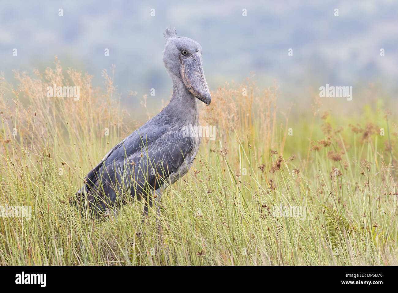Shoebill (Balaeniceps rex) adult, standing in wetland, Mabamba Swamp ...