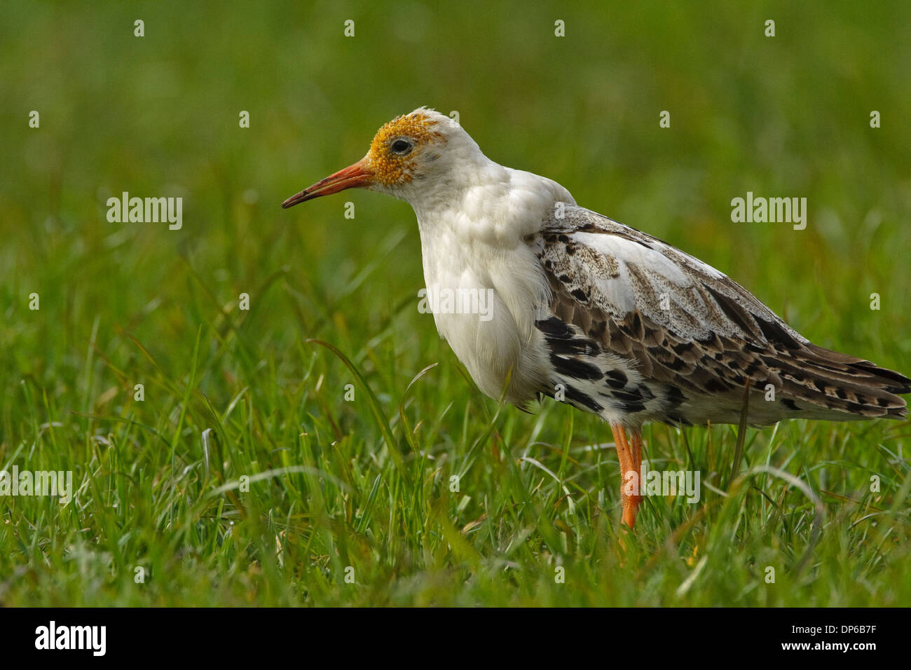 Male ruff bird hi-res stock photography and images - Alamy