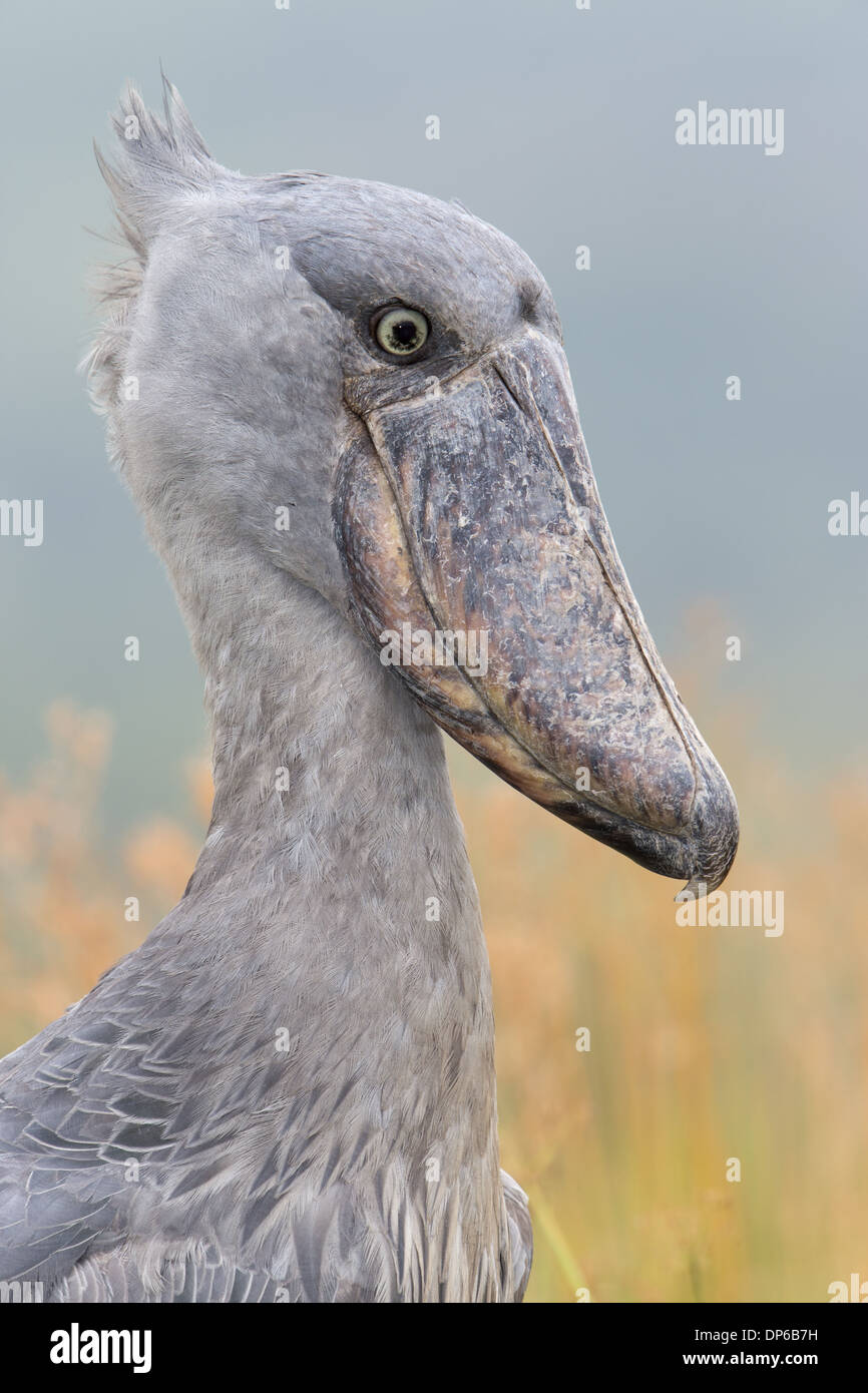 Mabamba bay swamp hi-res stock photography and images - Alamy