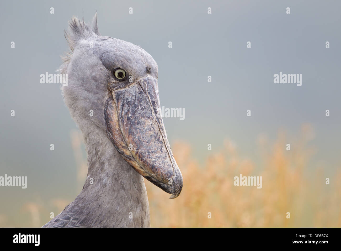 Shoe beaks hi-res stock photography and images - Alamy